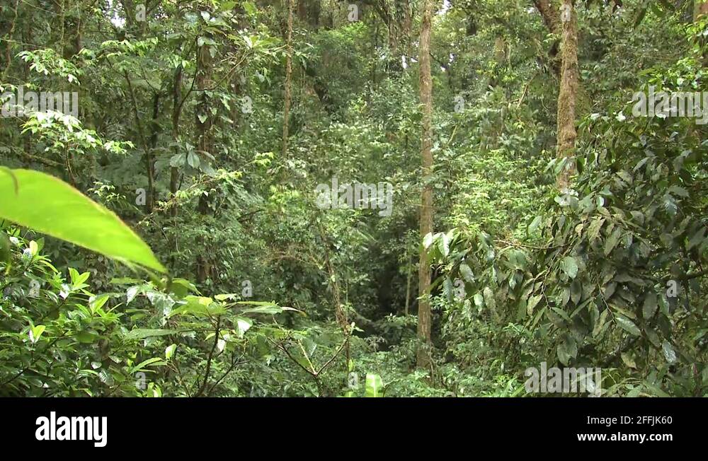 Cloud rainforest jungle Stock Videos & Footage - HD and 4K Video Clips ...