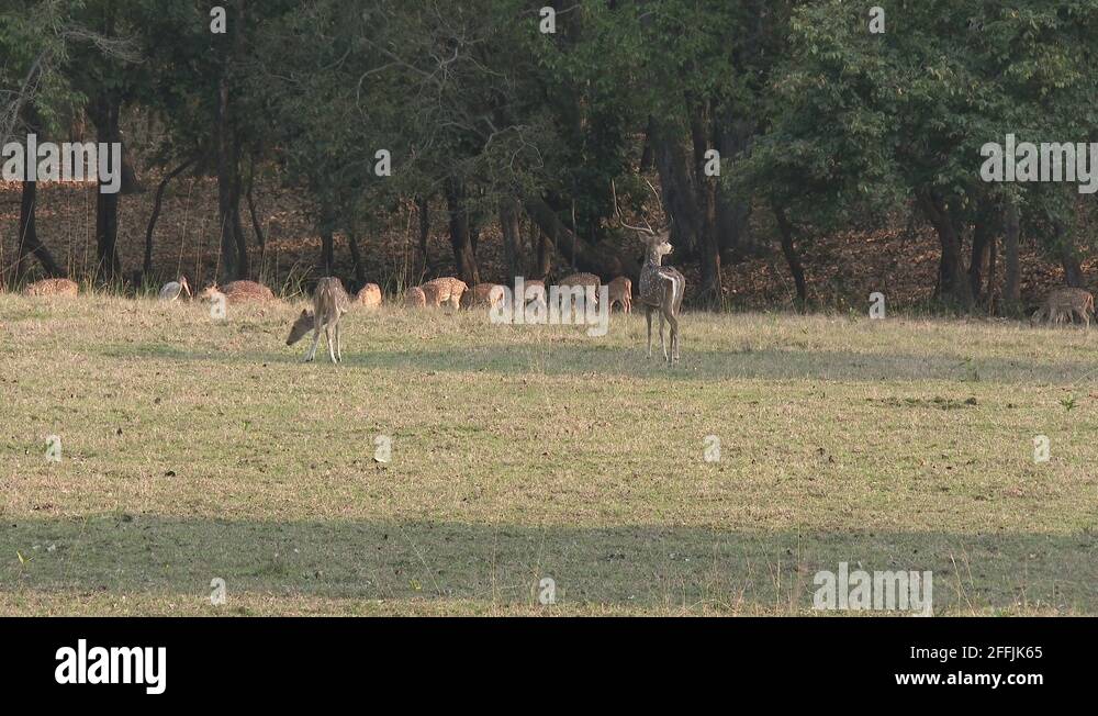 Breeding buck Stock Videos & Footage - HD and 4K Video Clips - Alamy