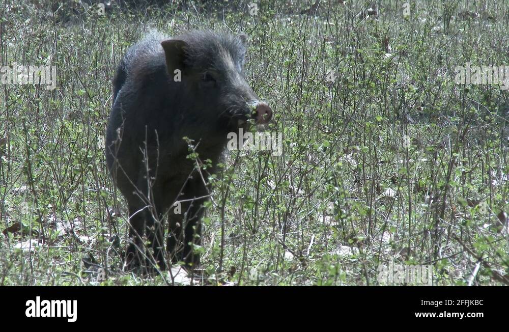 Adult mature boar Stock Videos & Footage - HD and 4K Video Clips - Alamy