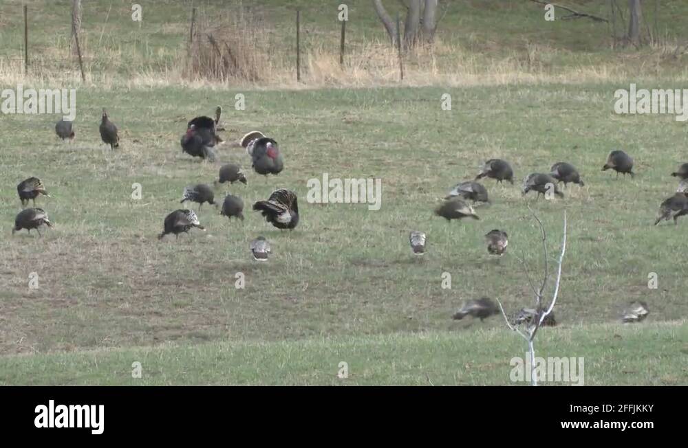 Breeding flock Stock Videos & Footage - HD and 4K Video Clips - Alamy
