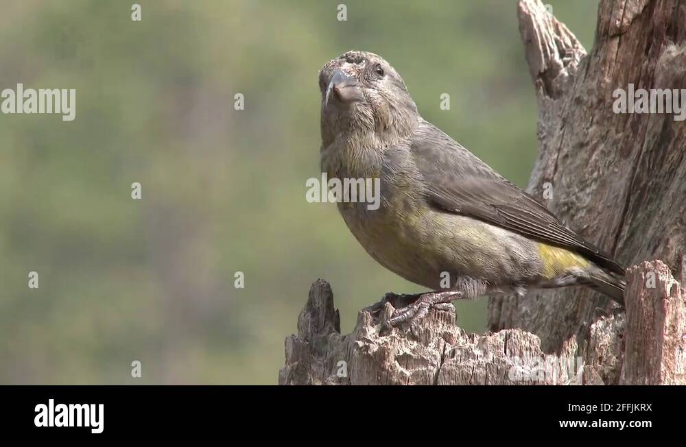 Crossbill pine Stock Videos & Footage - HD and 4K Video Clips - Alamy