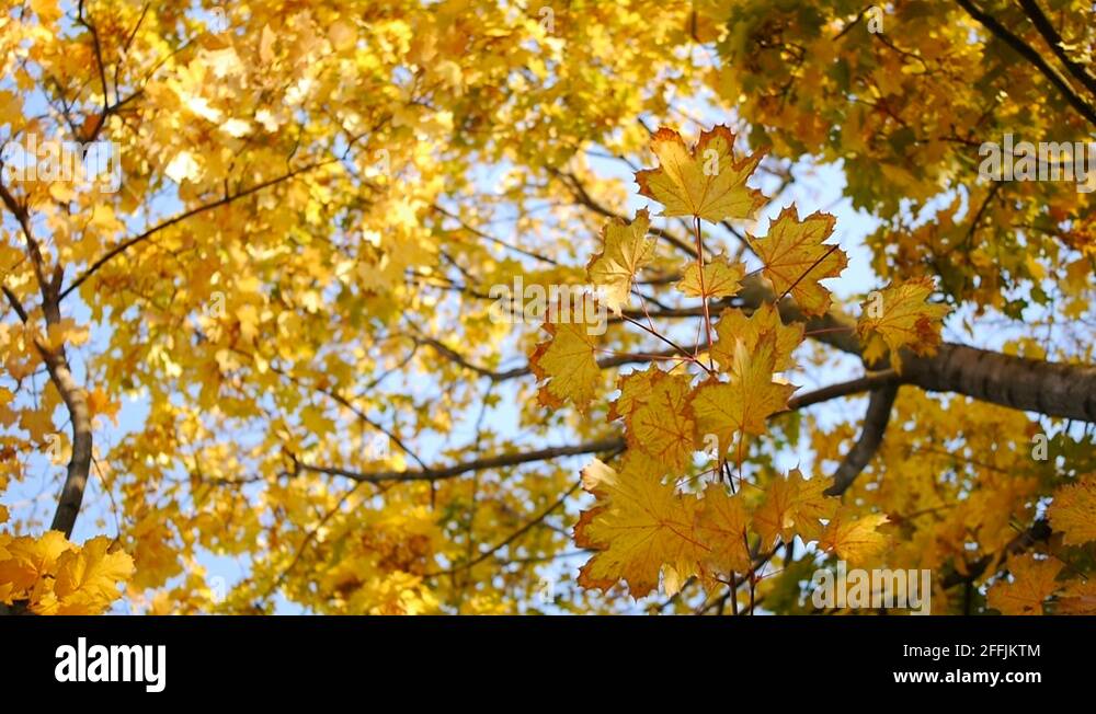 Depth field foliage trees Stock Videos & Footage - HD and 4K Video ...