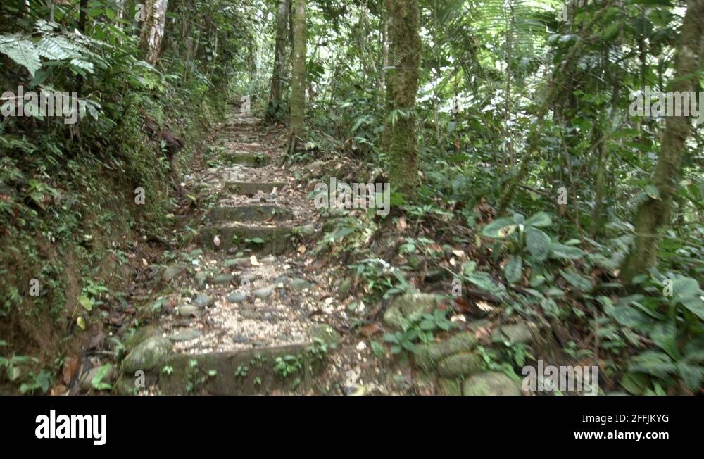 Steps in the rainforest Stock Videos & Footage - HD and 4K Video Clips ...