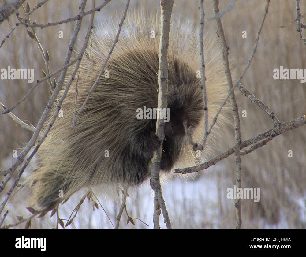 Chewing tree bark Stock Videos & Footage - HD and 4K Video Clips - Alamy