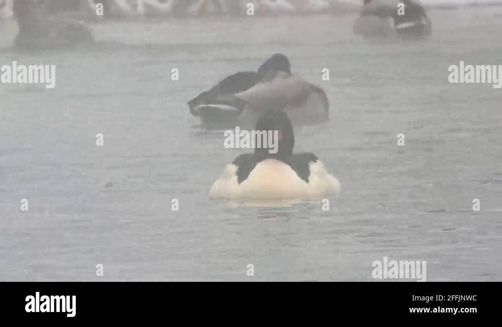 Common Merganser Male Adult Resting Widgeon Ring-Necked Duck Mallard ...