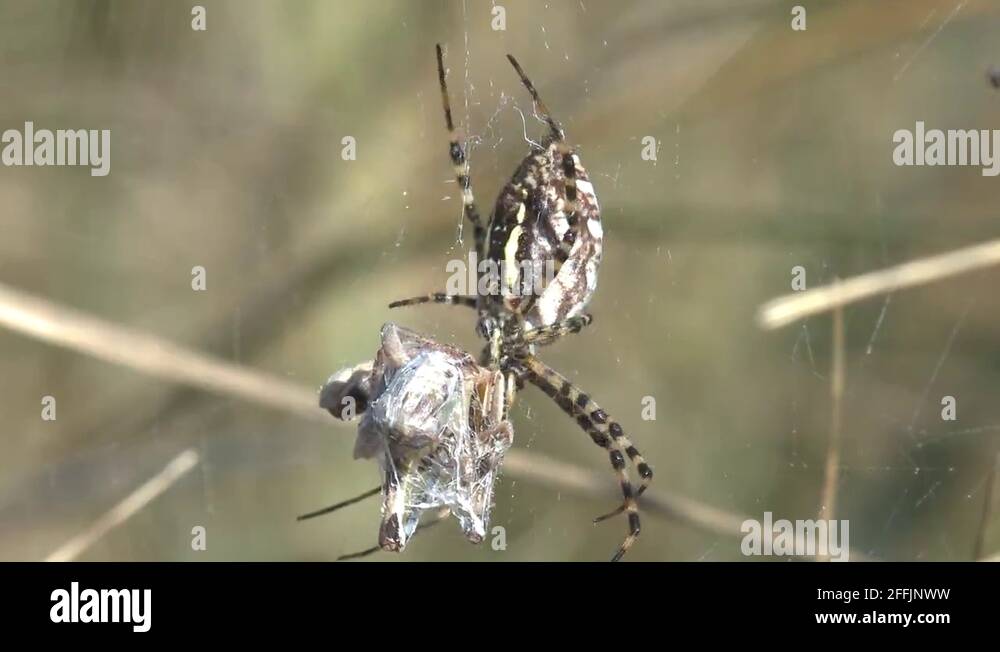 Spider predation Stock Videos & Footage - HD and 4K Video Clips - Alamy
