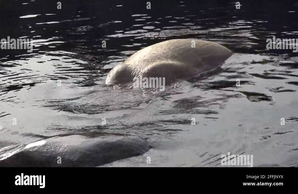 4k Walrus snorting at rocky water surface Stock Video Footage - Alamy