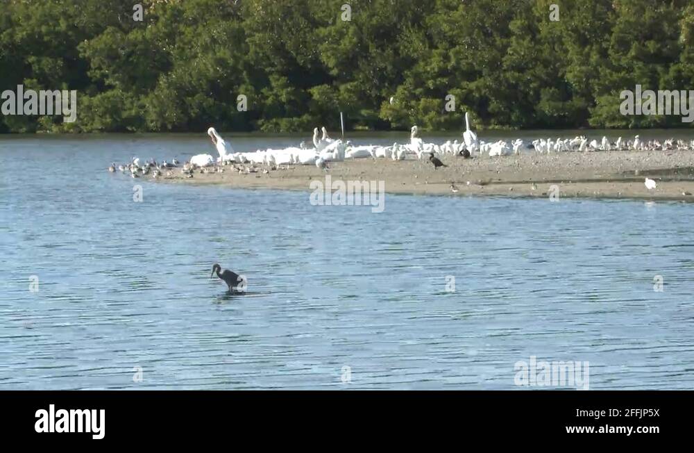 Resting birds Stock Videos & Footage - HD and 4K Video Clips - Alamy