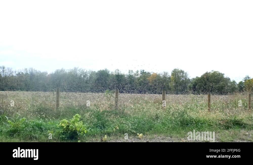 Very separated birds Stock Videos & Footage - HD and 4K Video Clips - Alamy