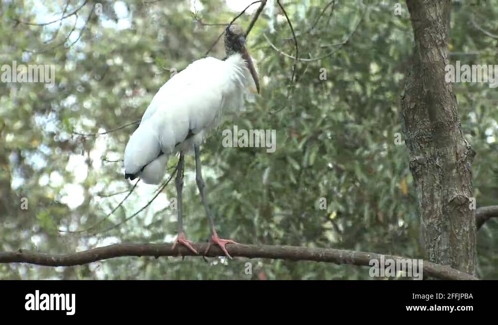 Adult tree Stock Videos & Footage - HD and 4K Video Clips - Alamy