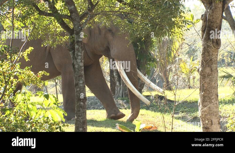 Long elephant tusks Stock Videos & Footage - HD and 4K Video Clips - Alamy