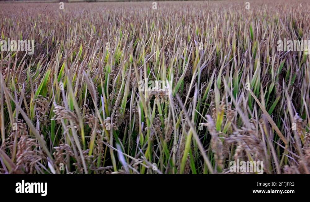 Gold rice field Stock Videos & Footage - HD and 4K Video Clips - Alamy