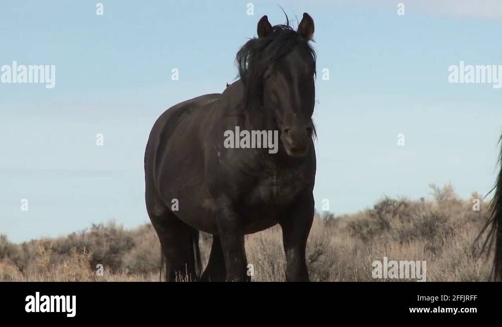 Stallion male Stock Videos & Footage - HD and 4K Video Clips - Alamy