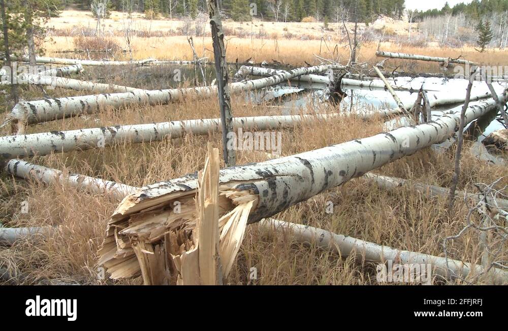 Beaver Aspen Tree Bighorn Mountains Cut Trees Chewing Fallen Down Fall ...