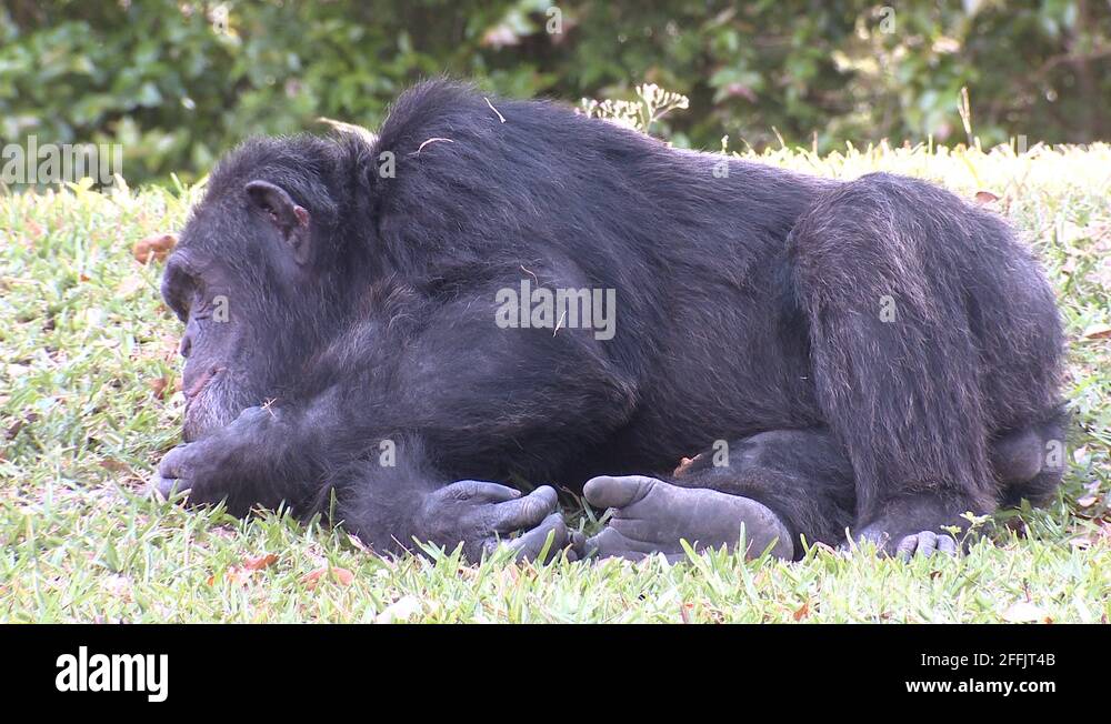 Chimpanzee pan troglodytes male Stock Videos & Footage - HD and 4K ...