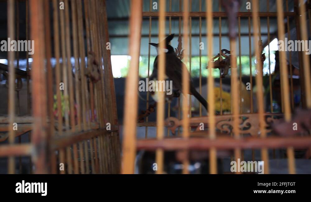 Horizontal cages bird image Stock Videos & Footage - HD and 4K Video Clips - Alamy