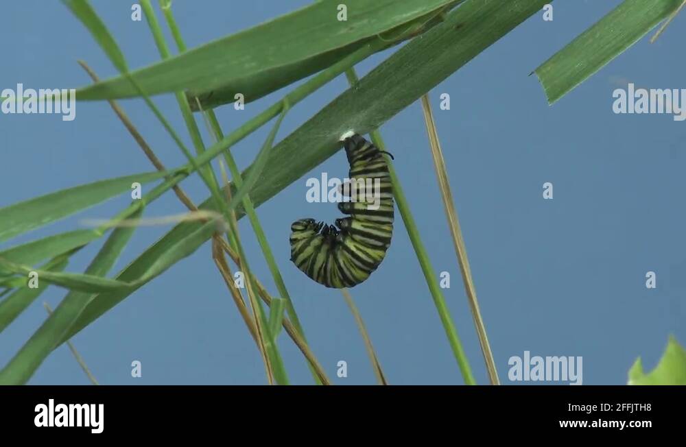 Monarch Caterpillar Larvae Worm Hanging Upside Down Black Hills Summer ...