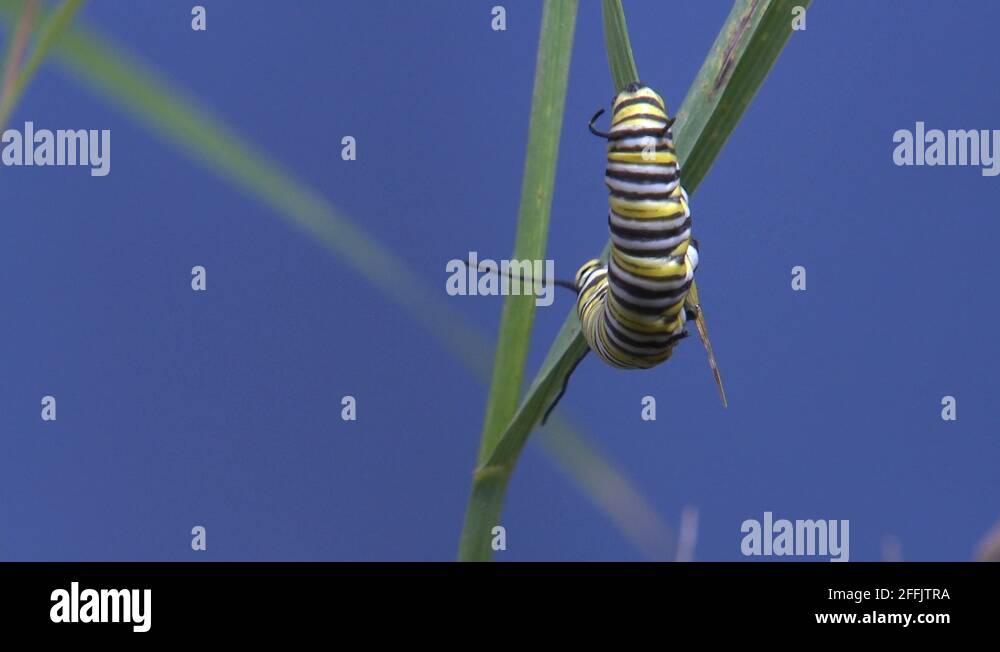 Monarch Caterpillar Larvae Worm Walking Crawling Black Hills Summer ...