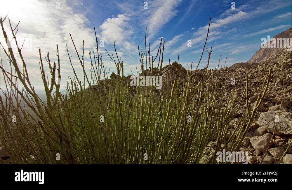 Hafeet Stock Videos & Footage - HD and 4K Video Clips - Alamy