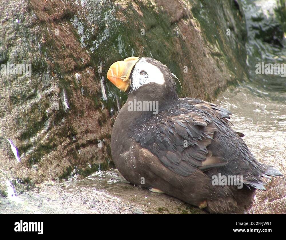 Crested puffin Stock Videos & Footage - HD and 4K Video Clips - Alamy