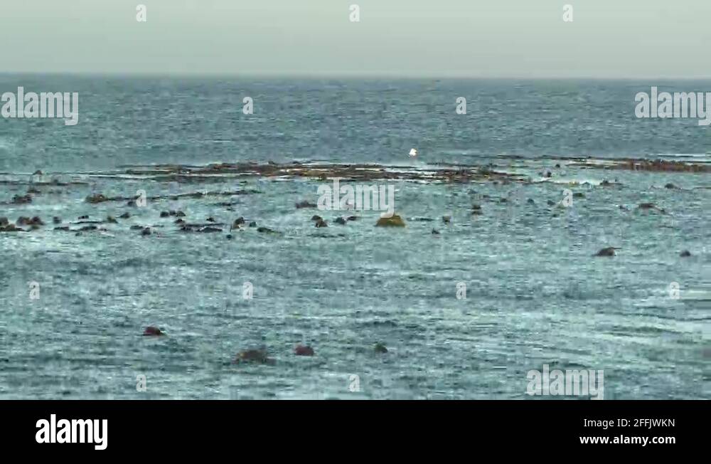 Tidal bed Stock Videos & Footage - HD and 4K Video Clips - Alamy