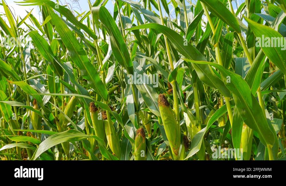 Maize tassel Stock Videos & Footage - HD and 4K Video Clips - Alamy