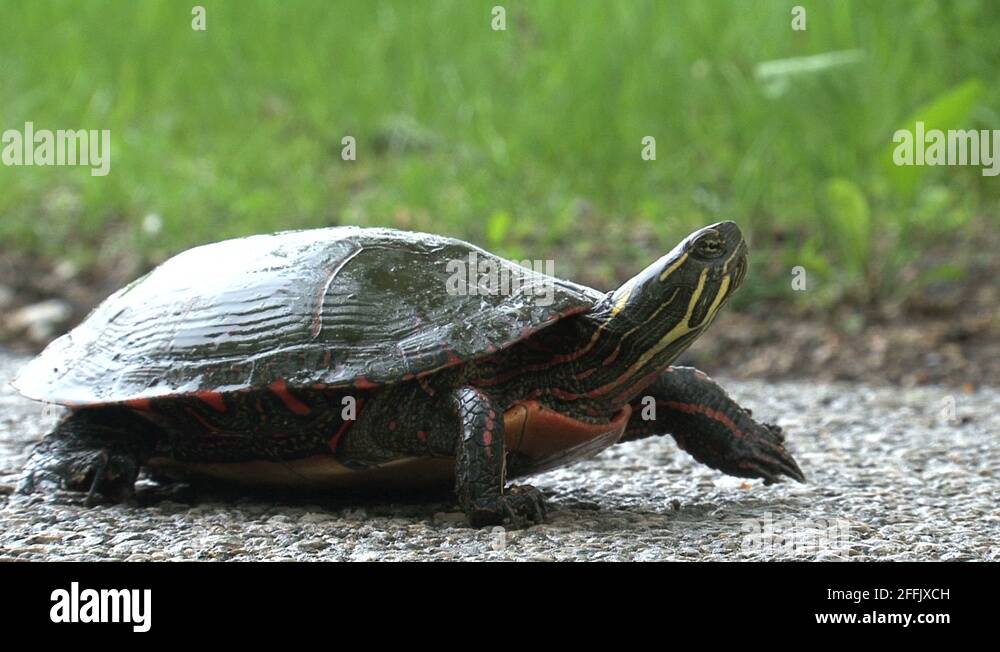 Slow turtle Stock Videos & Footage - HD and 4K Video Clips - Alamy