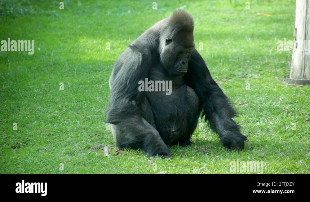 Huge silverback gorilla Stock Videos & Footage - HD and 4K Video Clips - Alamy