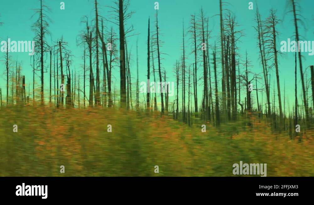 Remnant forest Stock Videos & Footage - HD and 4K Video Clips - Alamy