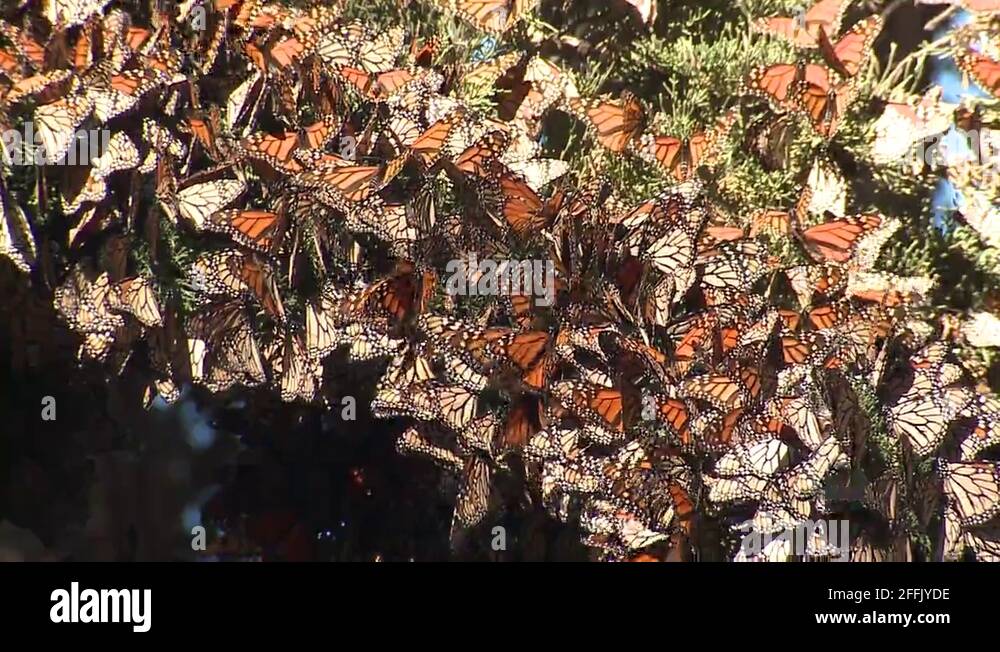 Monarch butterfly colony Stock Videos & Footage - HD and 4K Video Clips ...
