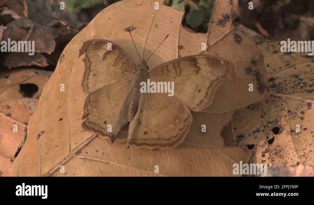 Butterfly spring park Stock Videos & Footage - HD and 4K Video Clips ...