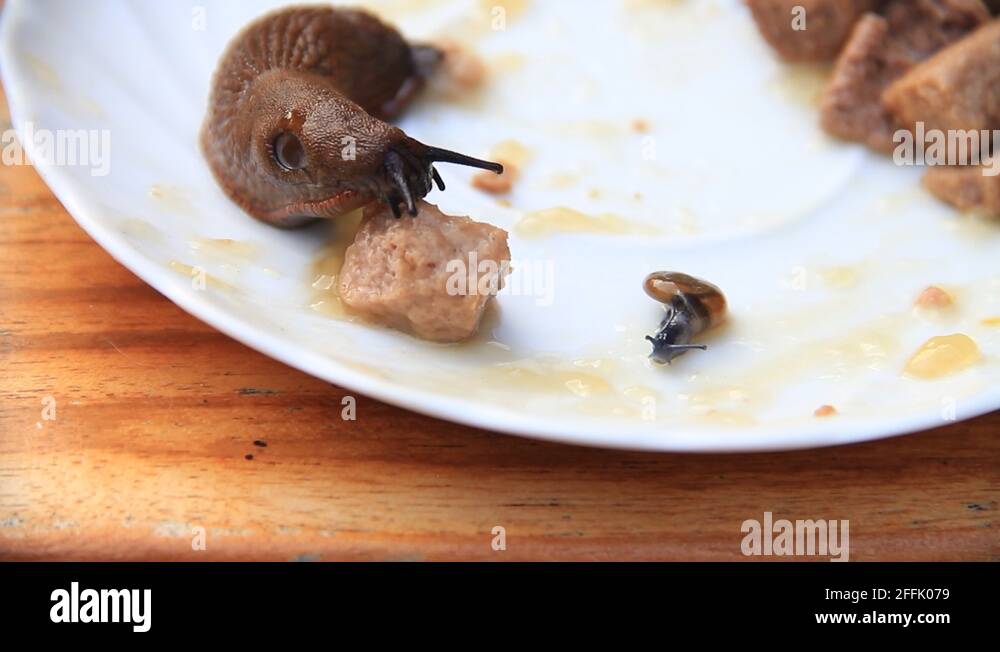 Baby slug Stock Videos & Footage - HD and 4K Video Clips - Alamy