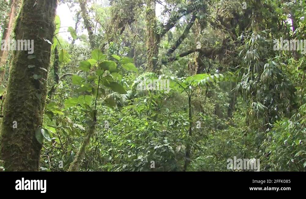 Costa rica cloud forest rainforest rain forest Stock Videos & Footage ...