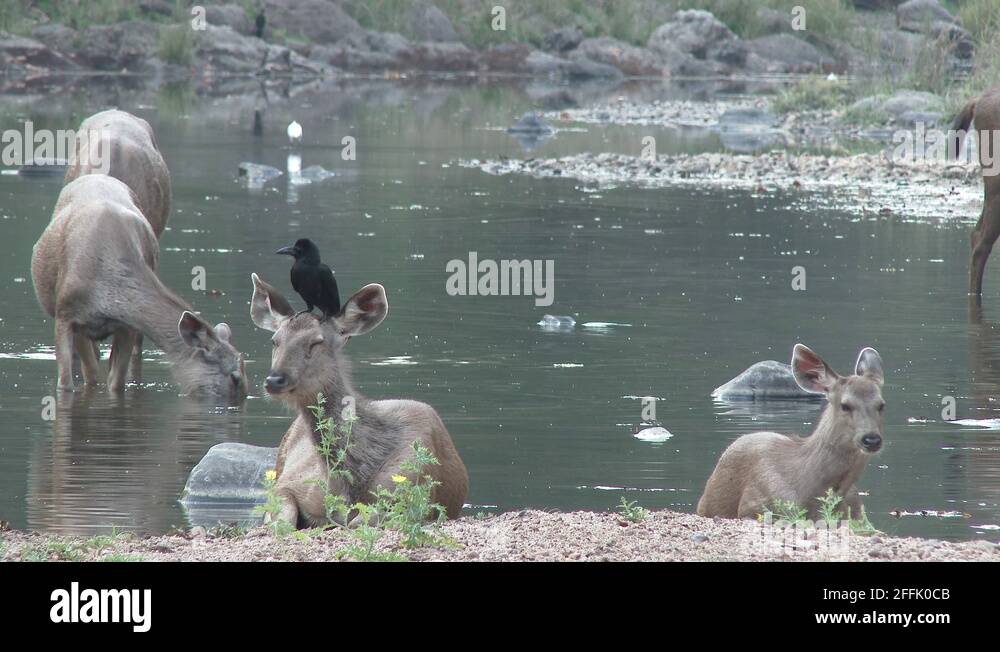 Species of mammals Stock Videos & Footage - HD and 4K Video Clips - Alamy