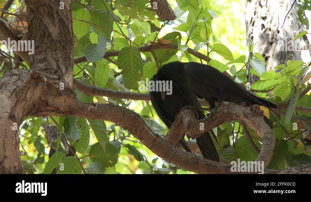 Parasites feathers Stock Videos & Footage - HD and 4K Video Clips - Alamy