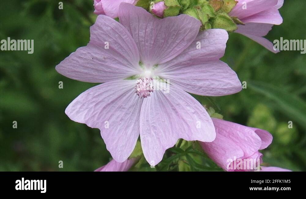 Musk mallow pink malva moschata Stock Videos & Footage - HD and 4K ...