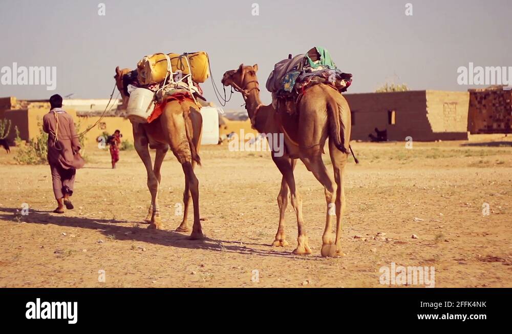 Traditional transport thar desert Stock Videos & Footage - HD and 4K ...