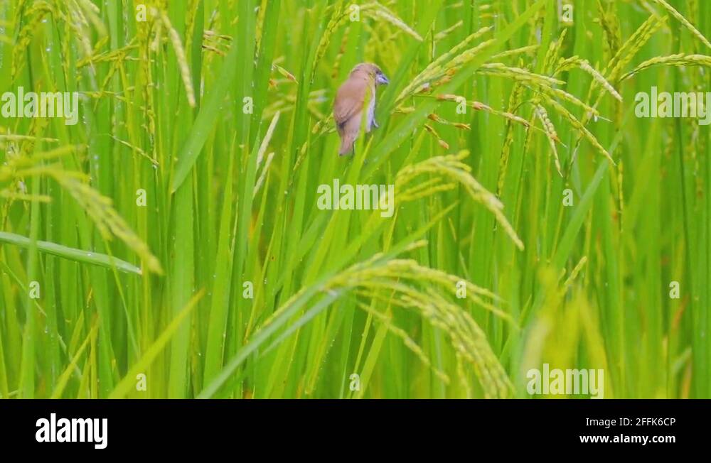 Paddy agriculture Stock Videos & Footage - HD and 4K Video Clips - Alamy
