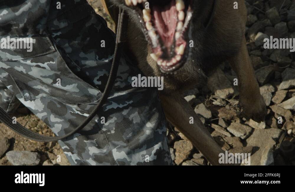 Barking police Stock Videos & Footage - HD and 4K Video Clips - Alamy