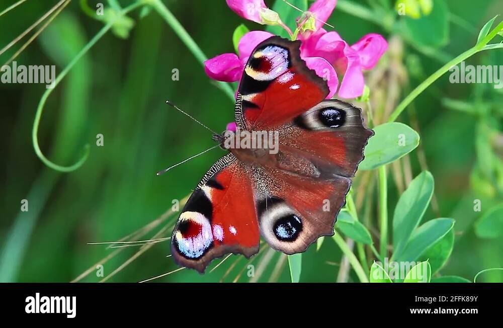 Inachis io butterfly Stock Videos & Footage - HD and 4K Video Clips - Alamy