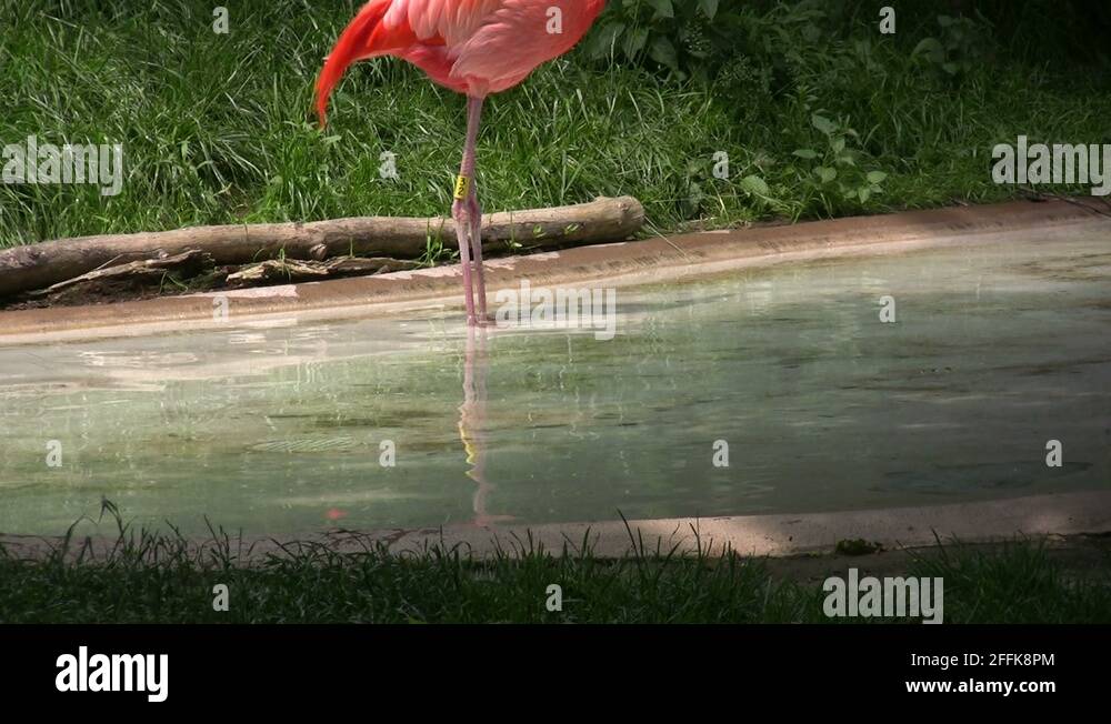 Splashing flamingo Stock Videos & Footage - HD and 4K Video Clips - Alamy