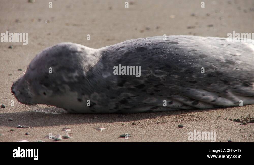 Beach seal pup Stock Videos & Footage - HD and 4K Video Clips - Alamy
