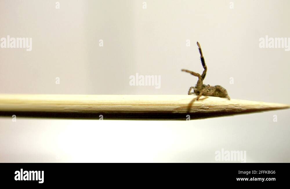 Female ground wolf spider Stock Videos & Footage - HD and 4K Video ...