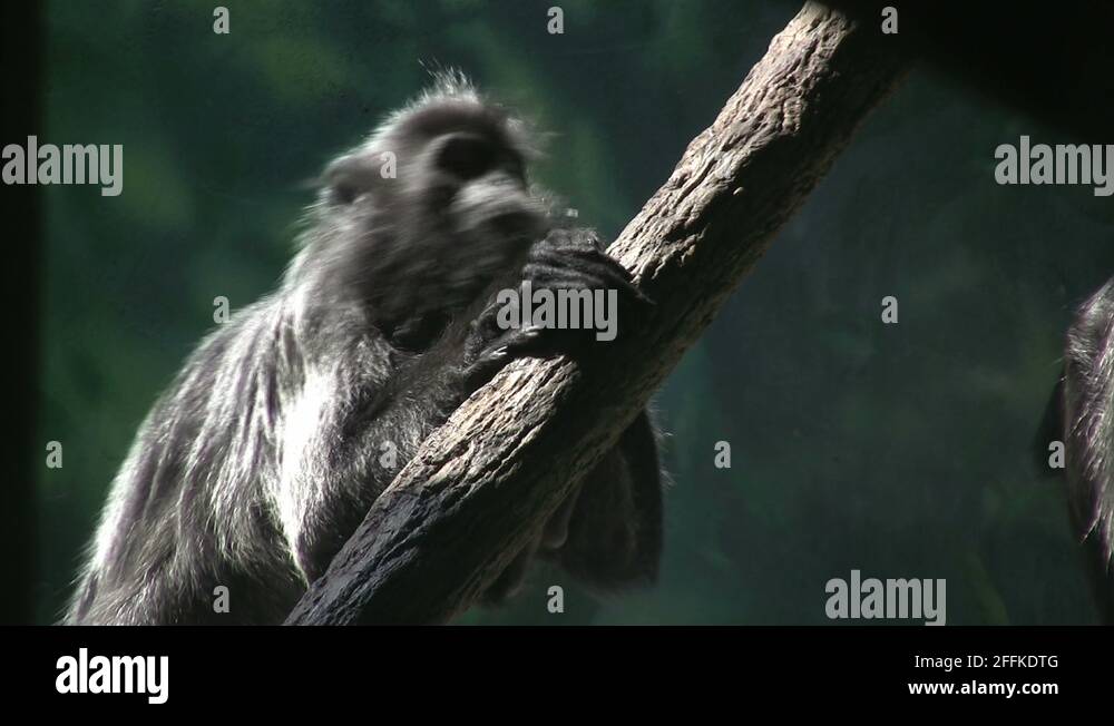 Monkey tree limb Stock Videos & Footage - HD and 4K Video Clips - Alamy