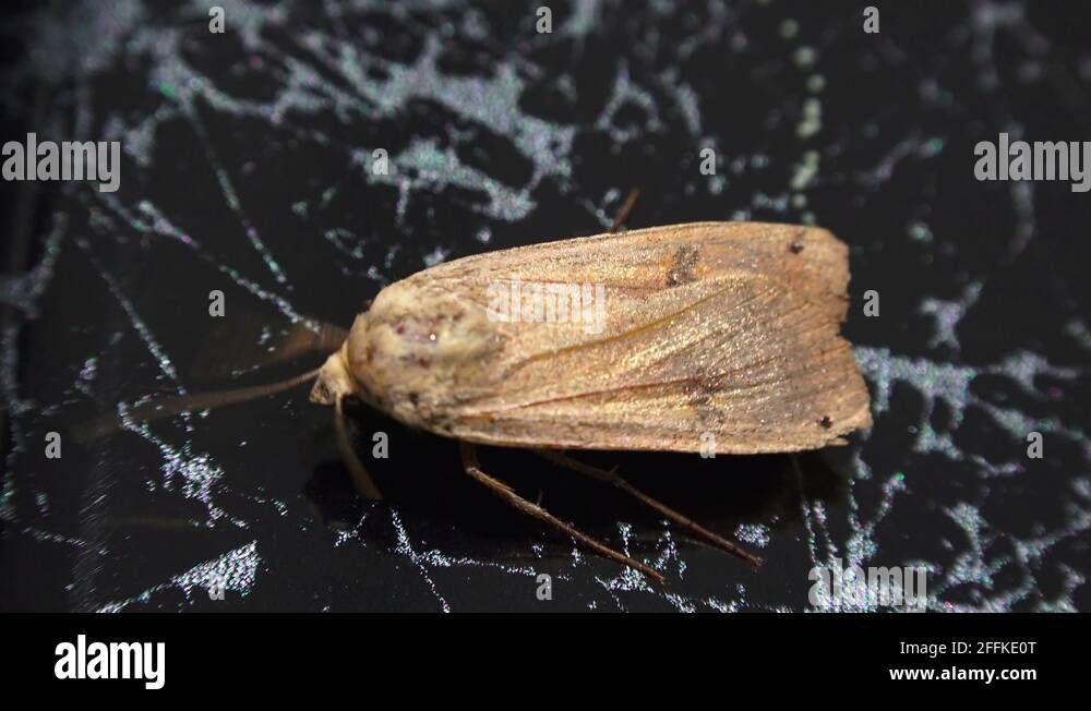 Speckled moth Stock Videos & Footage - HD and 4K Video Clips - Alamy