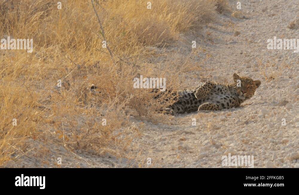 Leopard animal cat roll Stock Videos & Footage - HD and 4K Video Clips ...