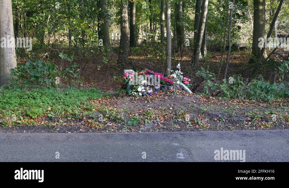 Vulnerable flower Stock Videos & Footage - HD and 4K Video Clips - Alamy