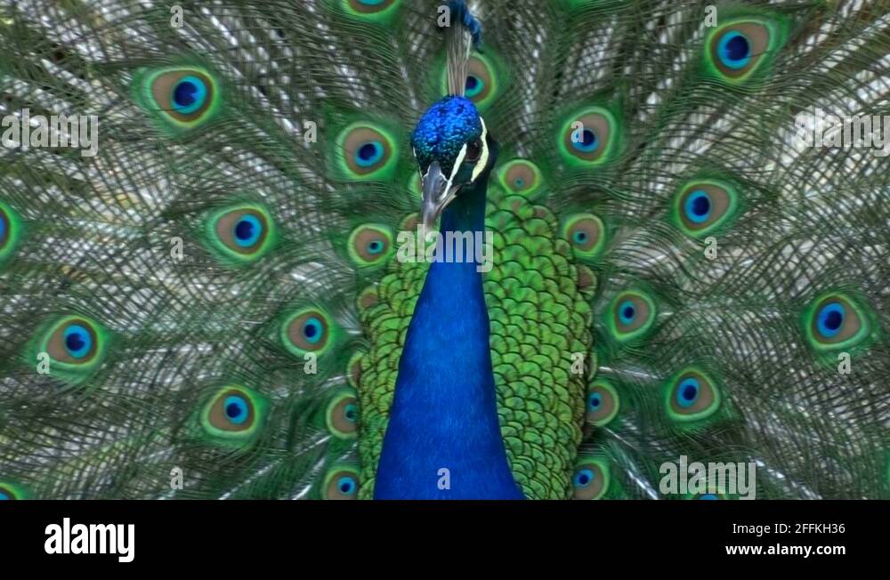 Plumage plumes Stock Videos & Footage - HD and 4K Video Clips - Alamy