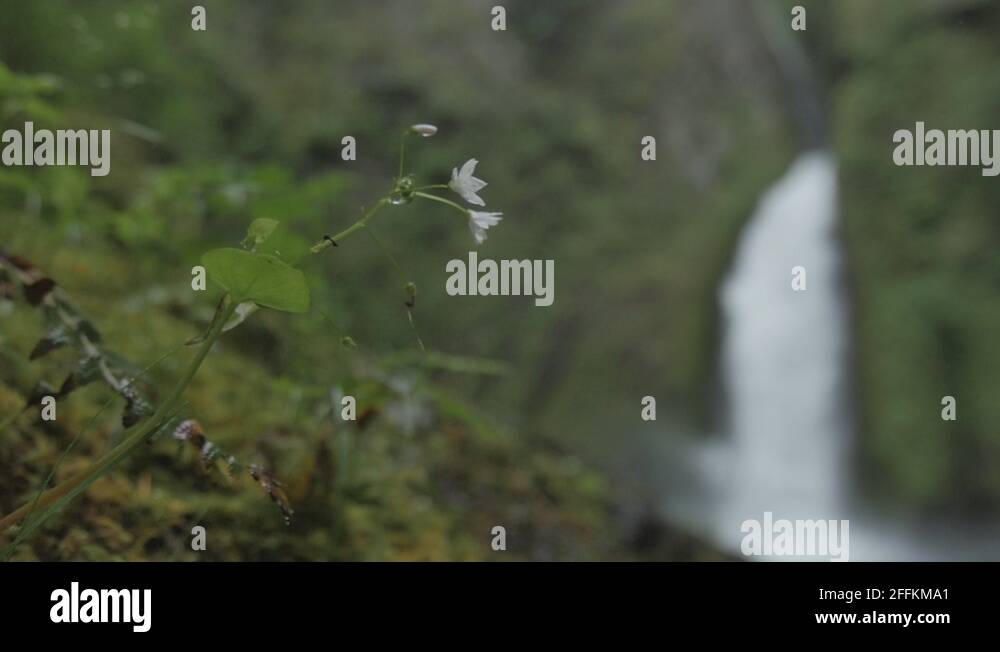 Wind blowing waterfall Stock Videos & Footage - HD and 4K Video Clips ...