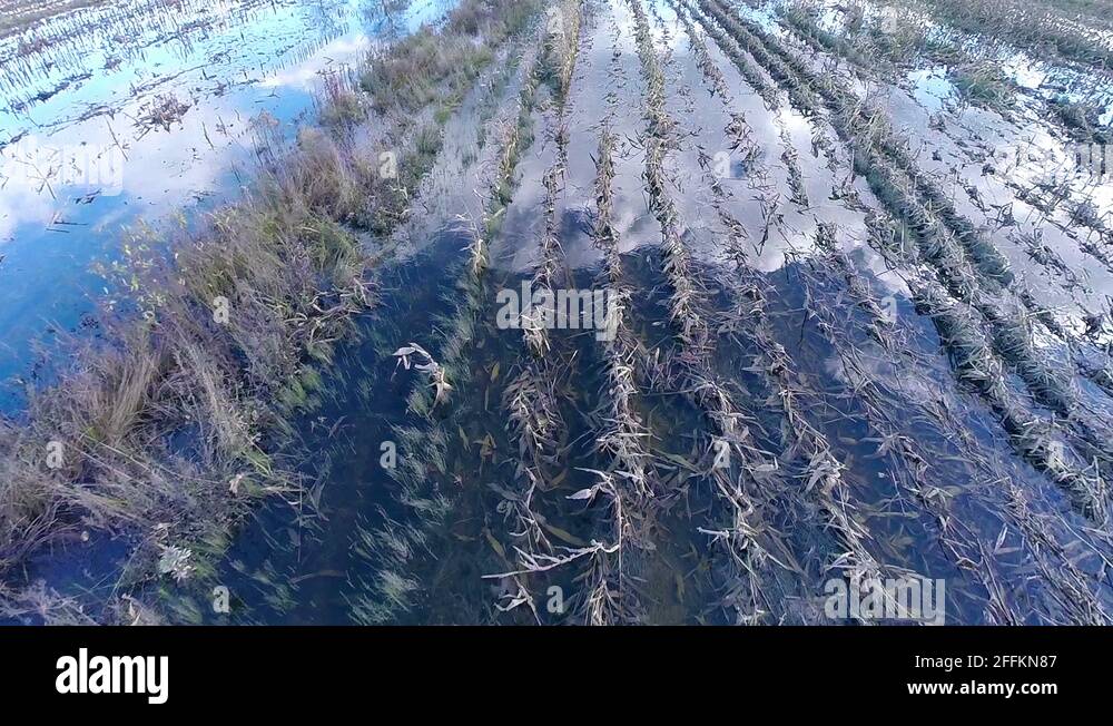 Rain flooded farm field crop Stock Videos & Footage - HD and 4K Video ...